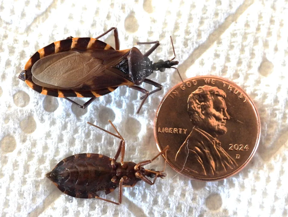 BỆNH MỚI CHẾT NGƯỜI Ở MỸ “KISSING BUG” (BỌ HÔN)! | Nhật Báo Calitoday